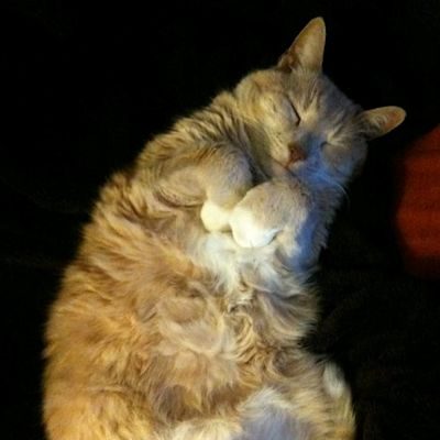 Kitty - Massachusetts State House Pets